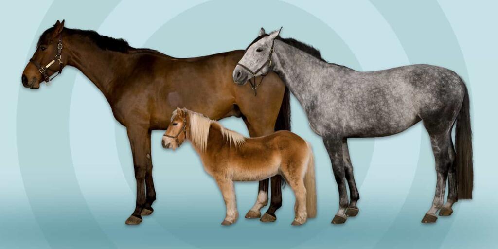 difference between horses and ponies
