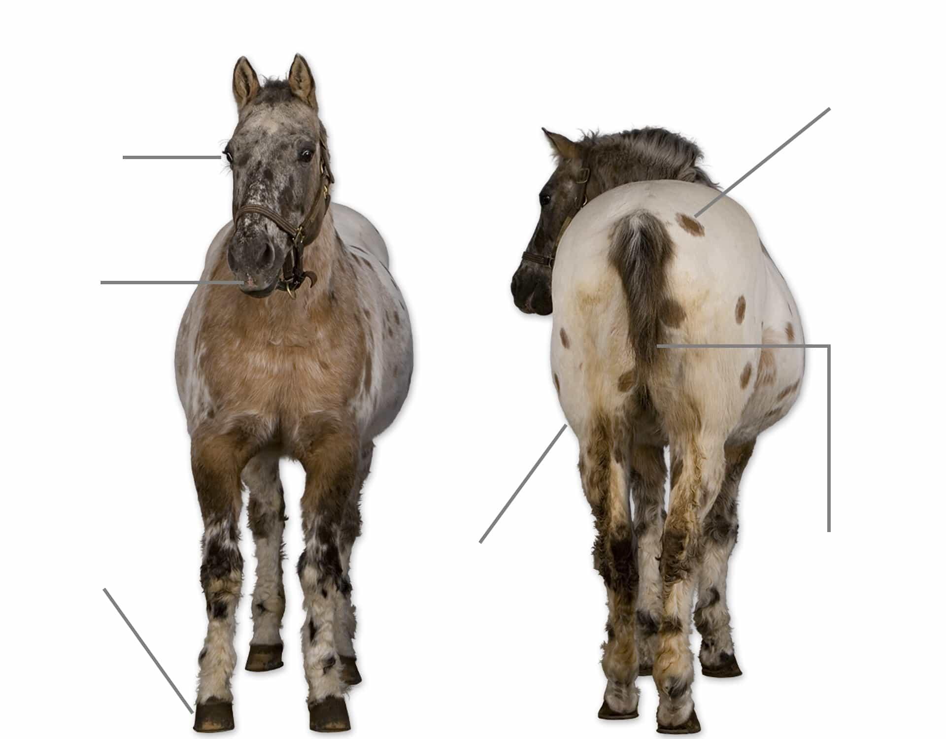 Appaloosa | AMNH