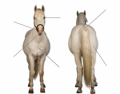 light bay arabian horse