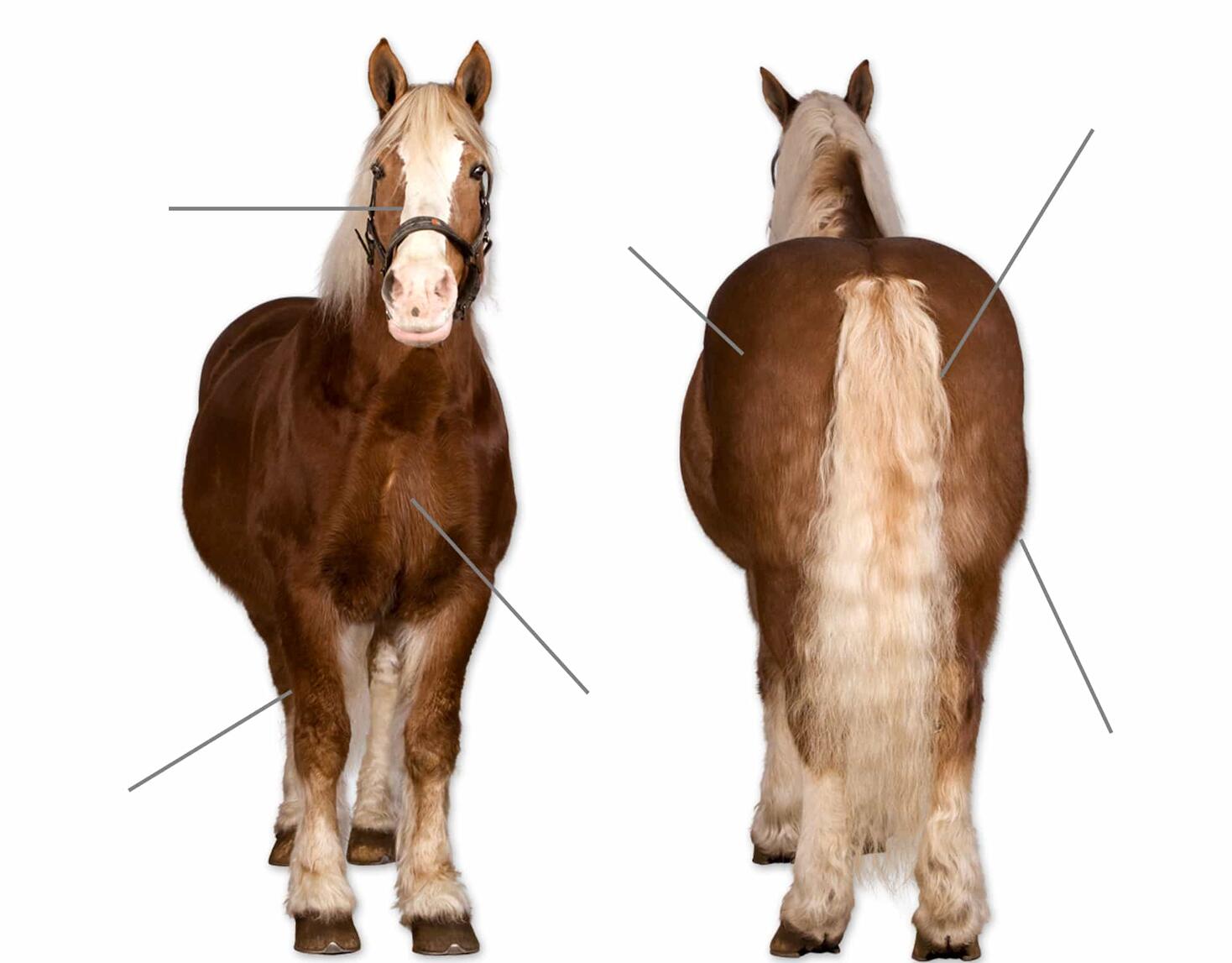 Belgian Draft | AMNH