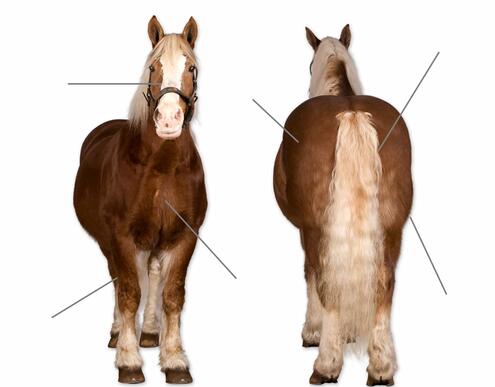 Belgian Draft | AMNH