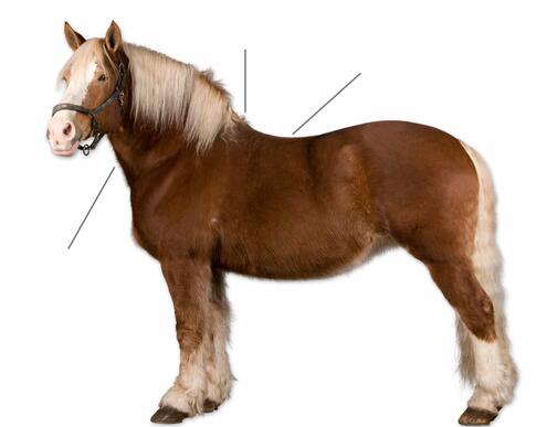 belgian draft horses