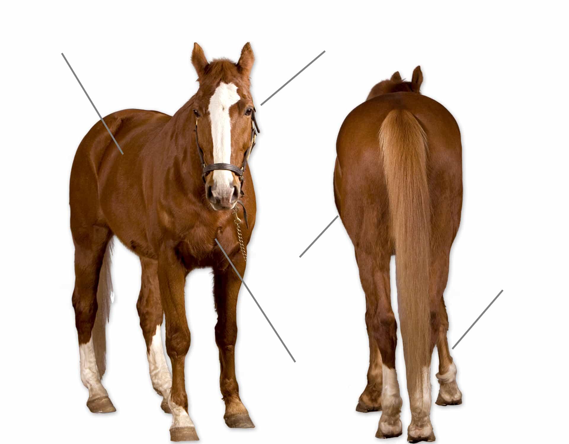 Dutch Warmblood | AMNH