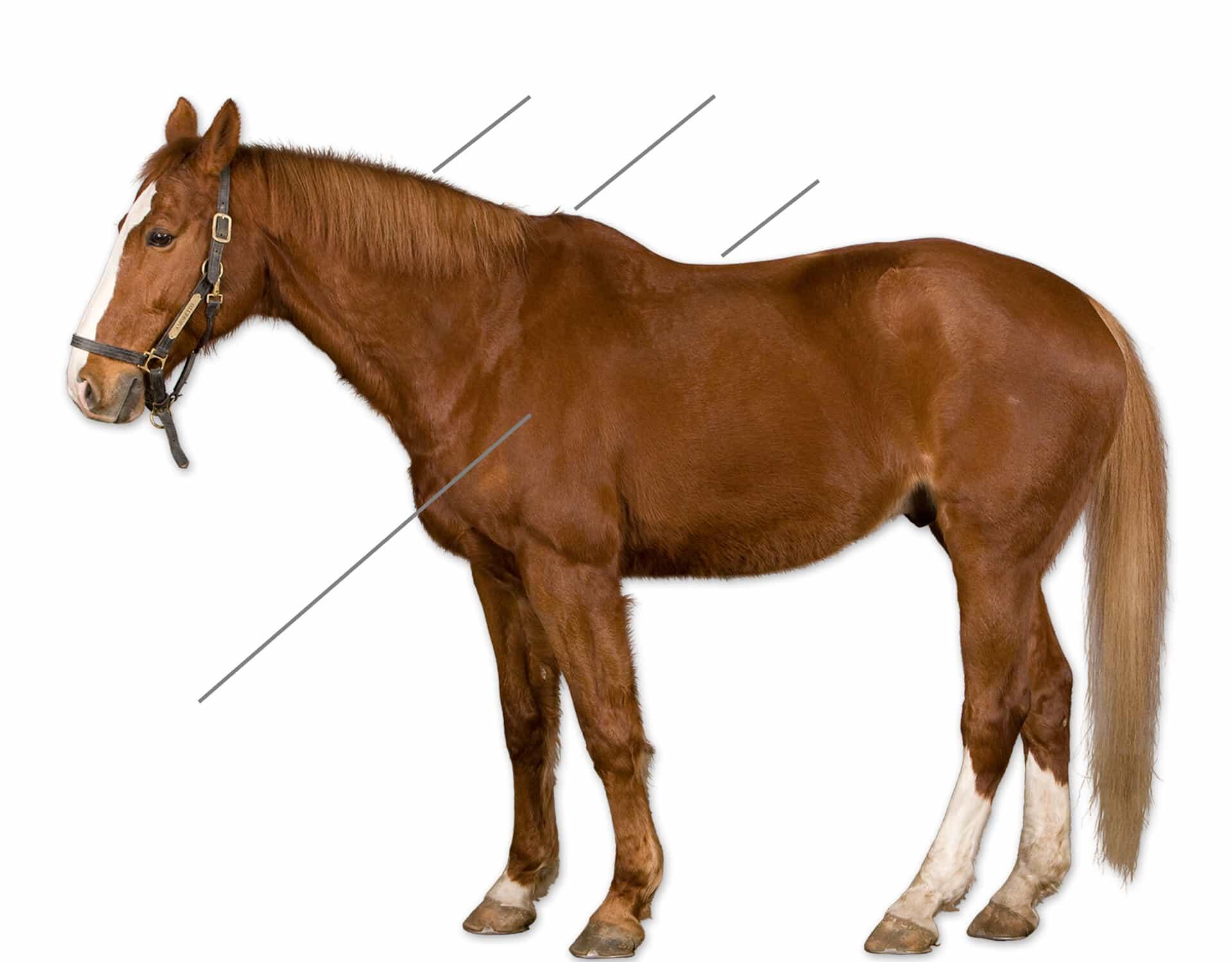 Dutch Warmblood | AMNH