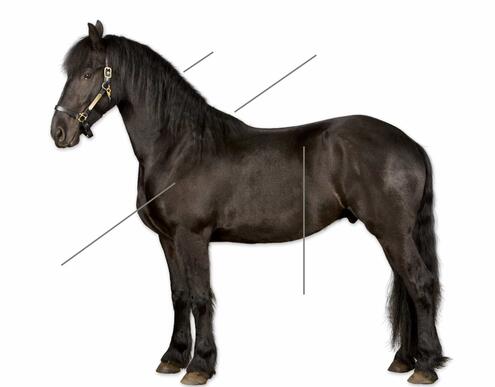 Friesian Horse