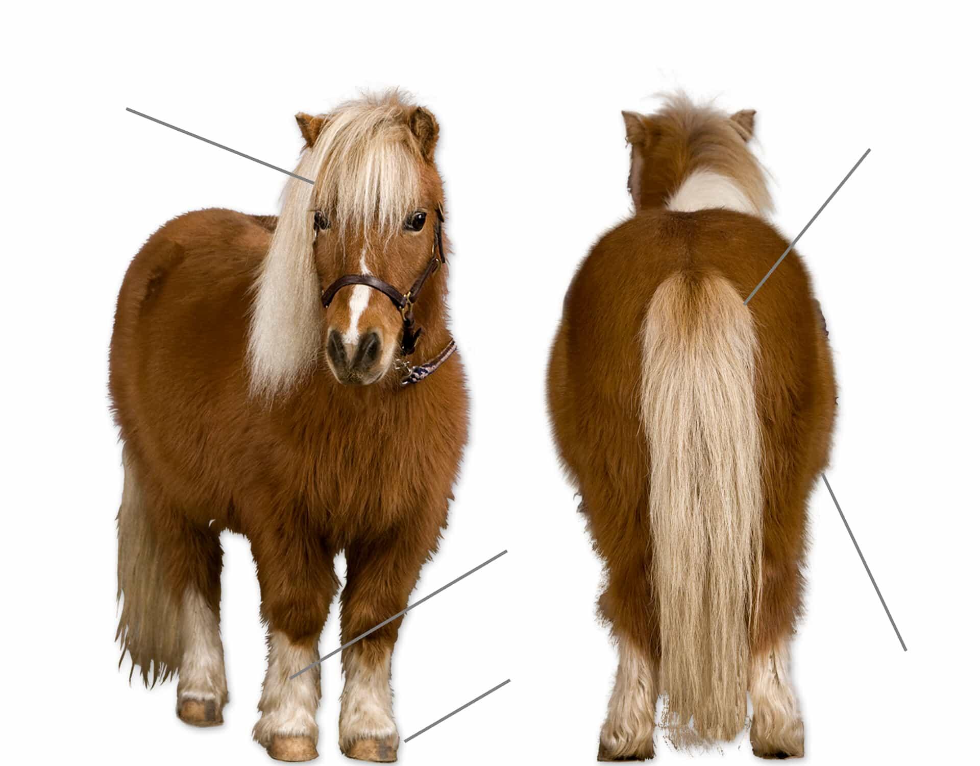 Miniature Horse | AMNH