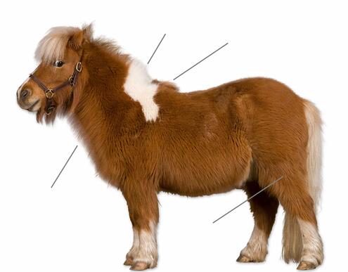 mini horses