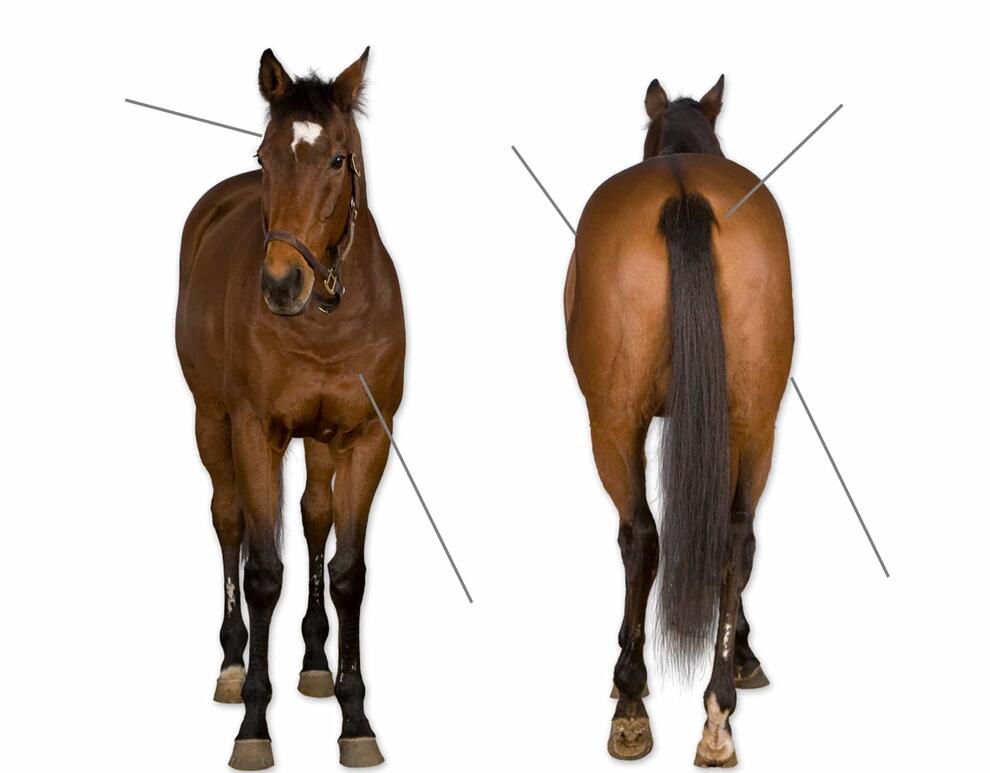 Thoroughbred | AMNH