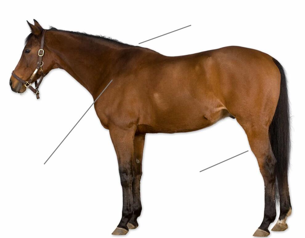 Thoroughbred | AMNH