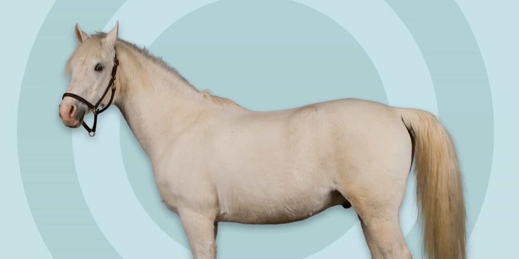 light bay arabian horse