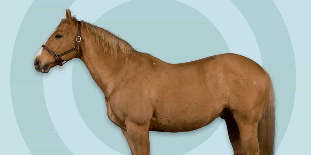How To Tell The Difference Between Quarter Horse And Thoroughbred