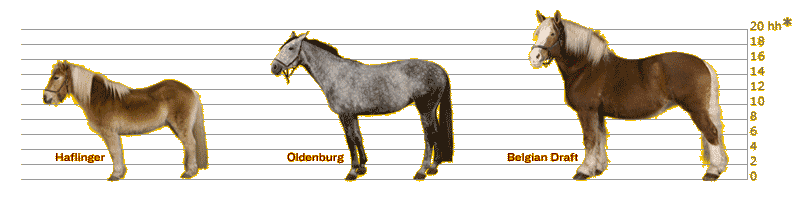 All About Horses | AMNH