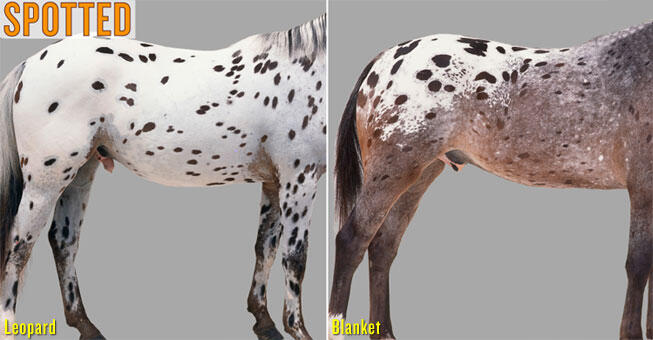 All About Horses | AMNH