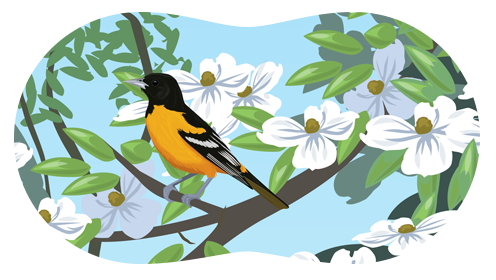 Birdwatching with Theodore Roosevelt | AMNH