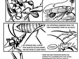 Issue 4: Nature's Horror – Parasitoid Wasps | AMNH