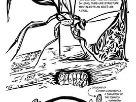 Issue 4: Nature's Horror – Parasitoid Wasps | AMNH