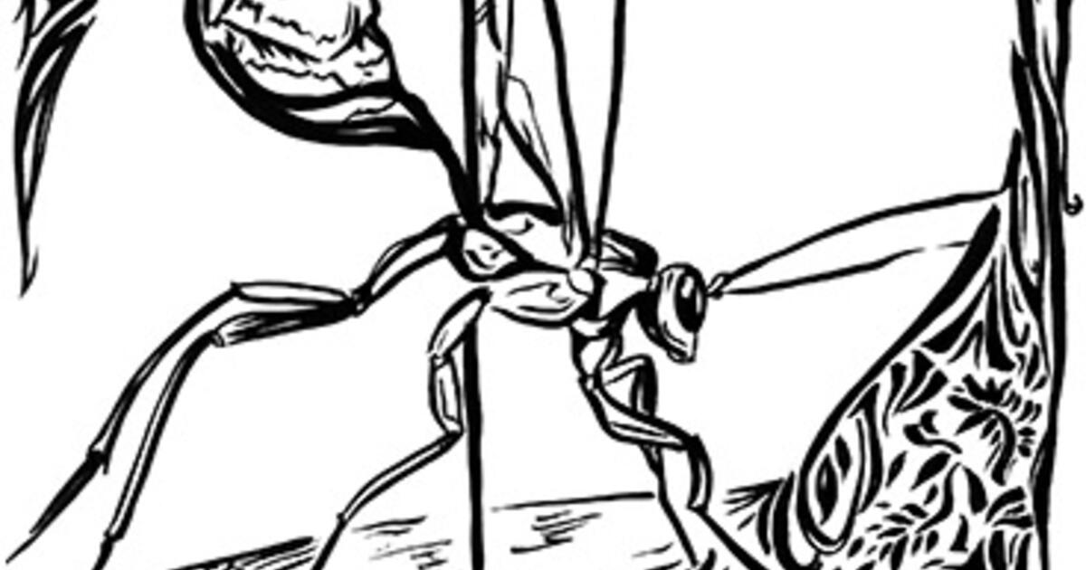 Issue 4: Nature's Horror – Parasitoid Wasps | AMNH