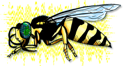 Carly's Adventures in Wasp Land | AMNH