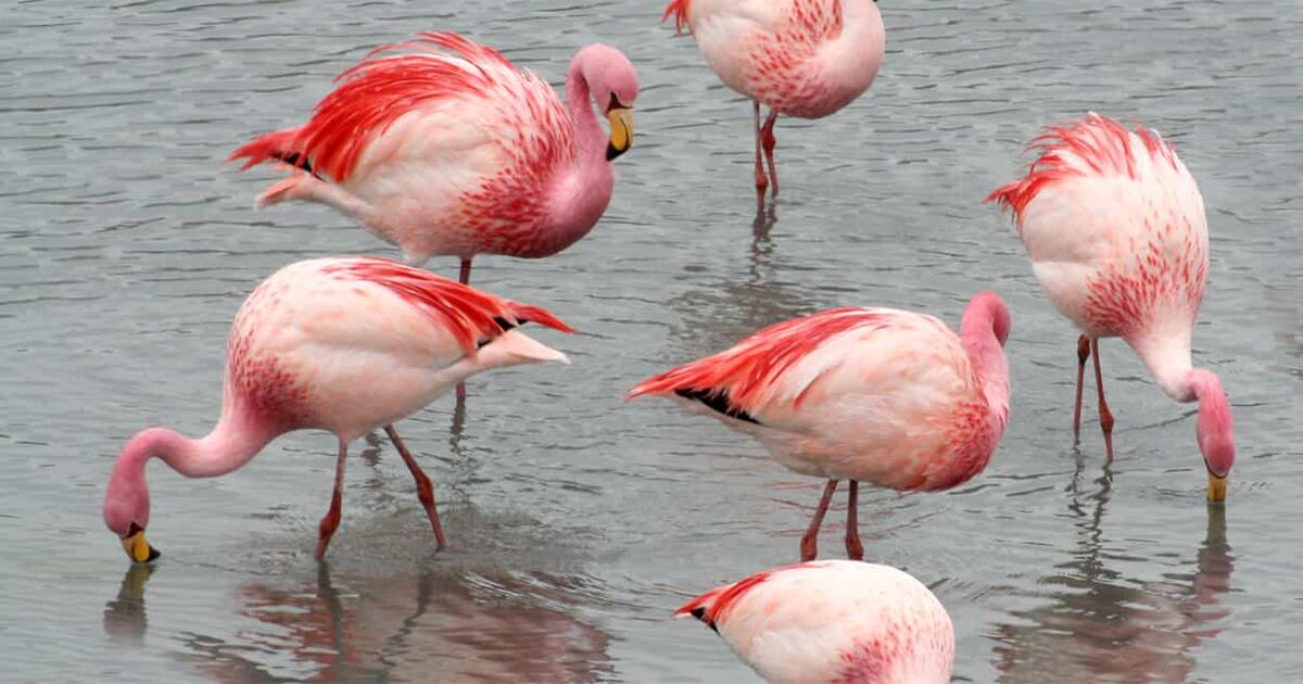 In Pictures: Flamingos | AMNH