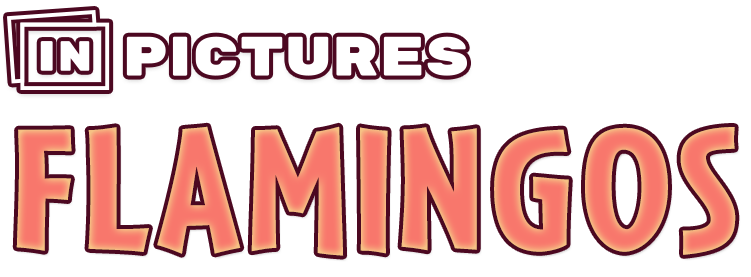 In Pictures: Flamingos | AMNH