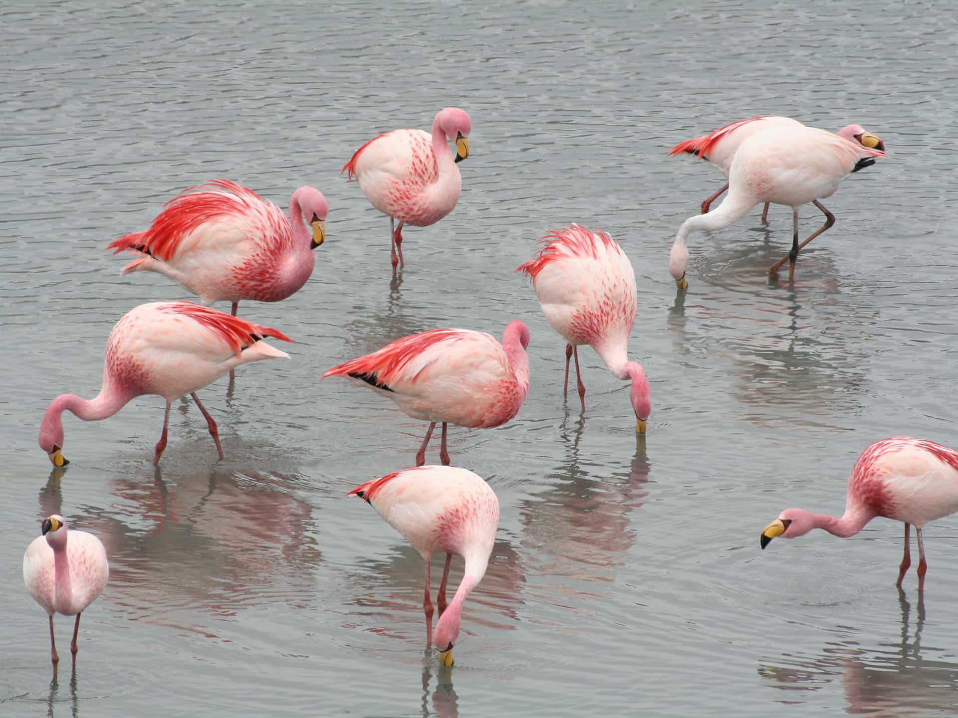 In Pictures: Flamingos | AMNH