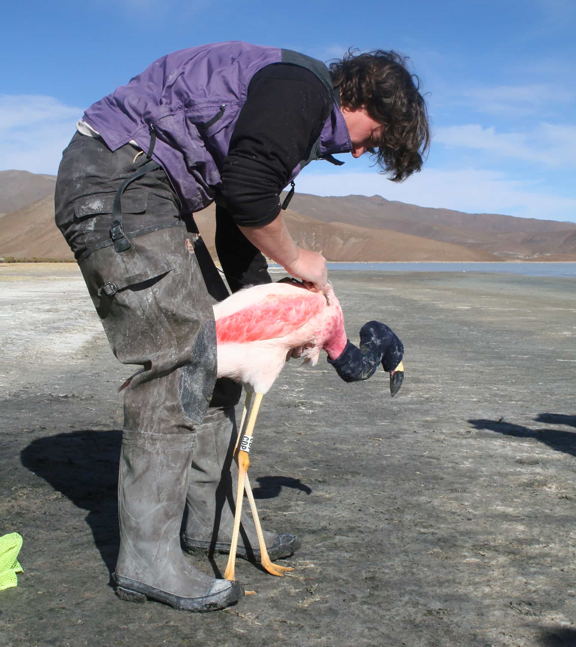In Pictures: Flamingos | AMNH