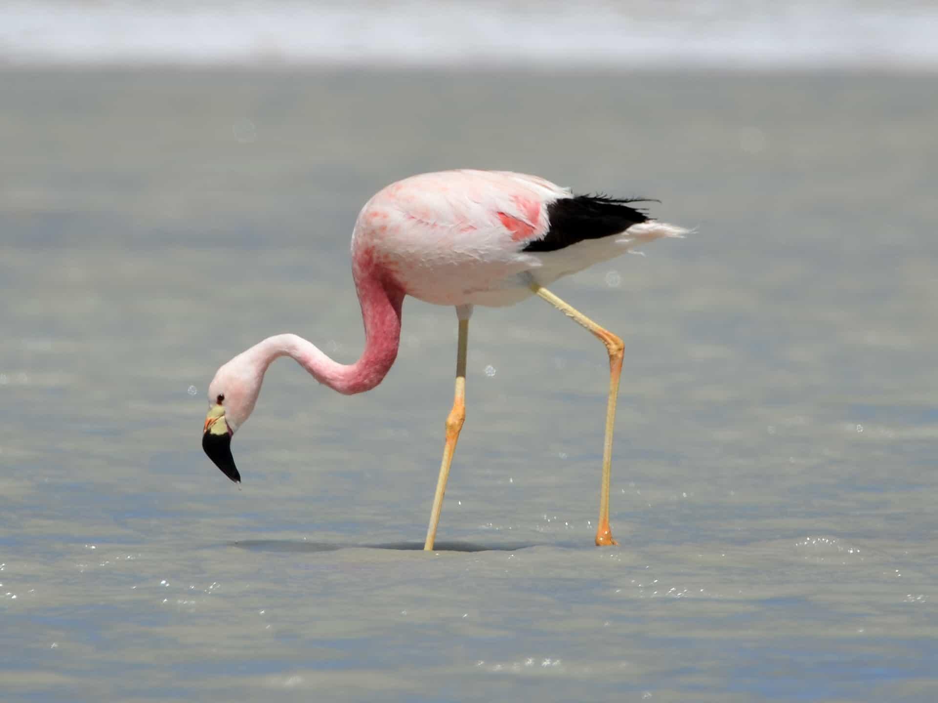 In Pictures: Flamingos | AMNH
