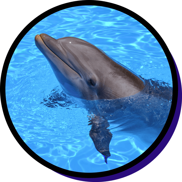 Moving Mammals | AMNH