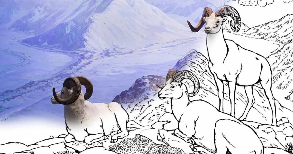 long horn sheep coloring pages