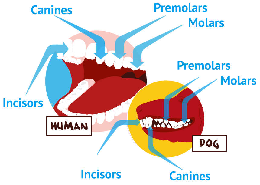 Super Teeth | AMNH