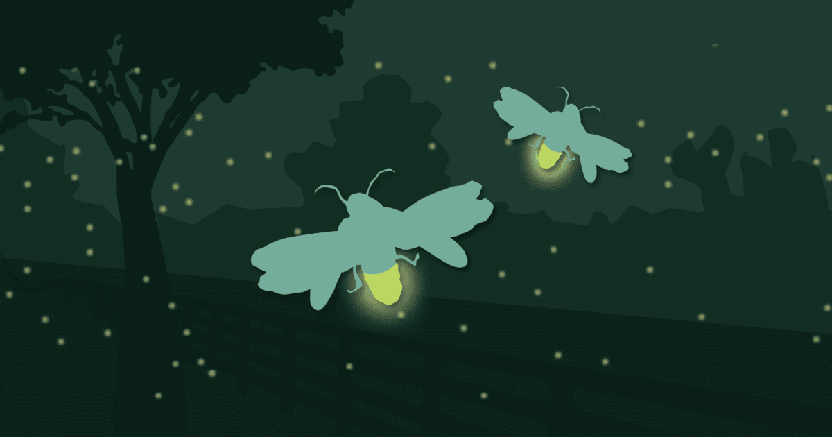 Talking to Fireflies | AMNH