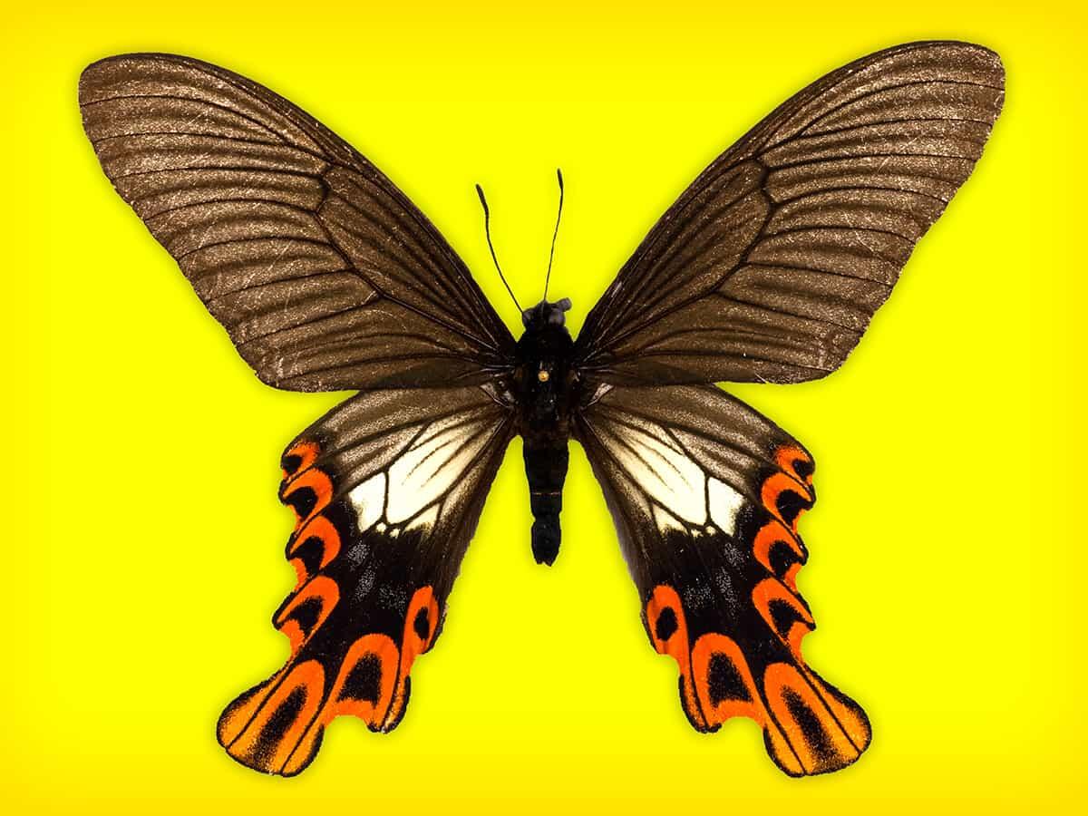 The Butterfly Kingdom | AMNH