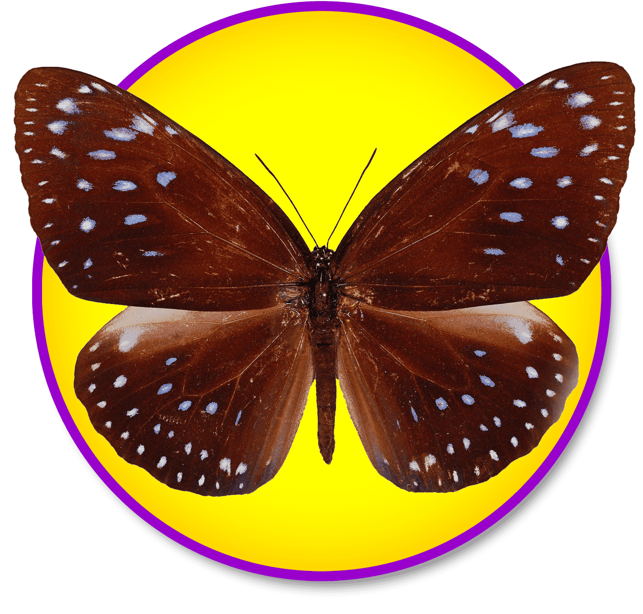 The Butterfly Kingdom | AMNH