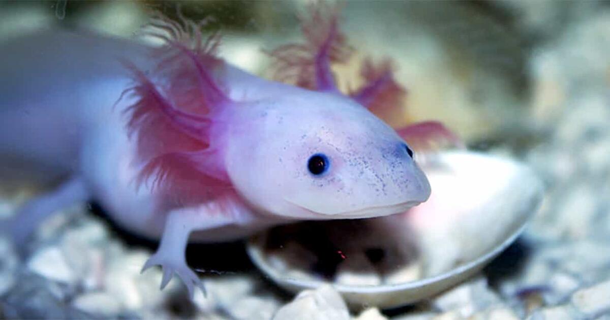 What's This? Breathing | AMNH