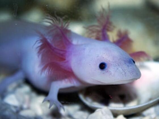 Zoology for Kids: OLogy | AMNH