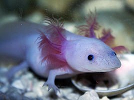 What's This? Breathing | AMNH