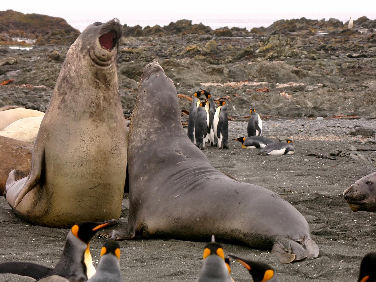 What's This? Breathing | AMNH