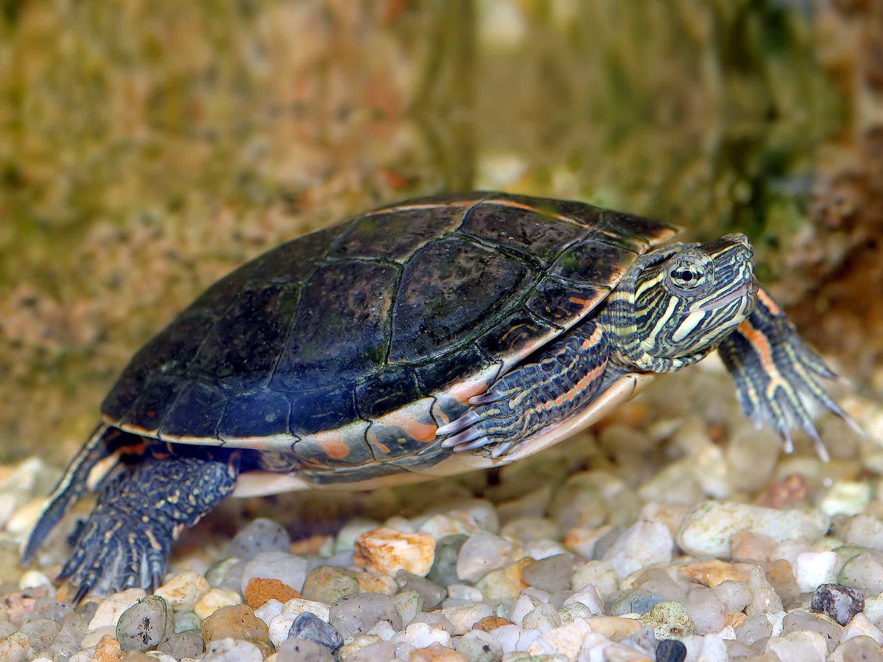 What's This? Breathing | AMNH