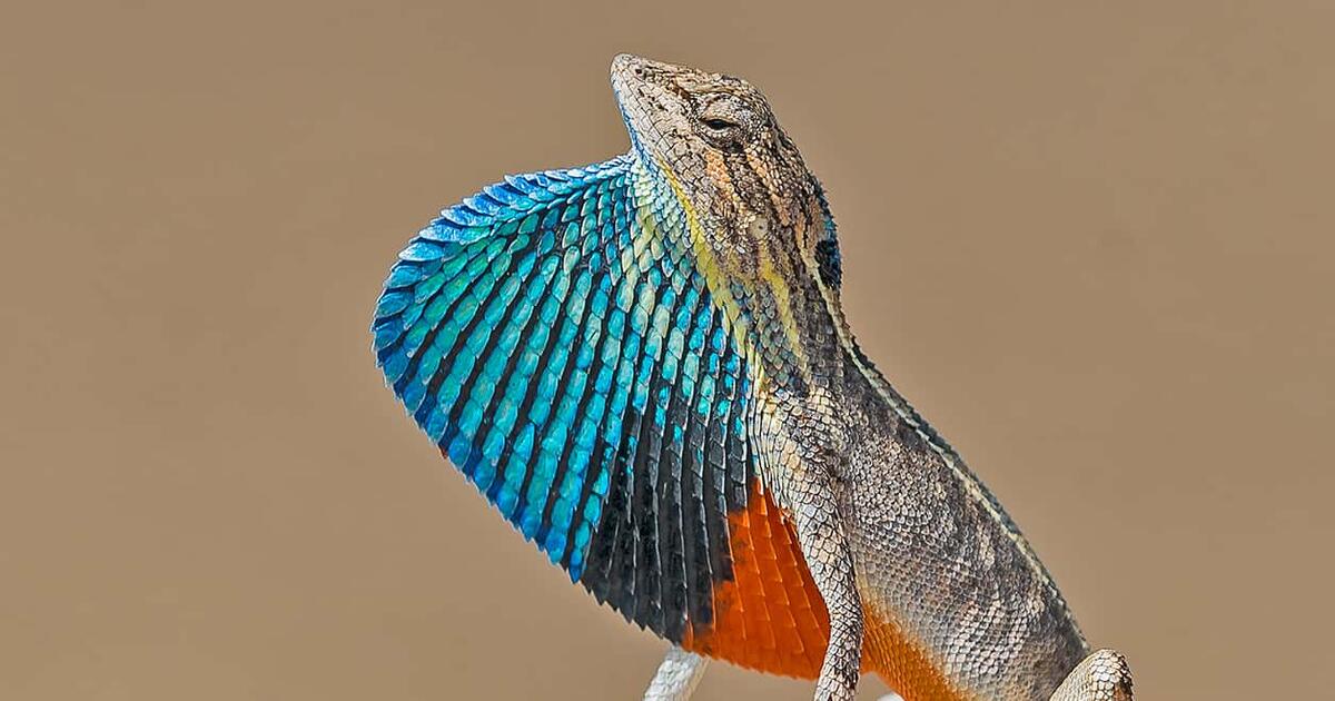 What's This? Colorful Creatures | AMNH