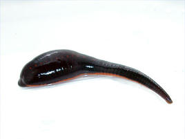 What's This? Leeches | AMNH