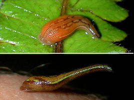 What's This? Leeches | AMNH