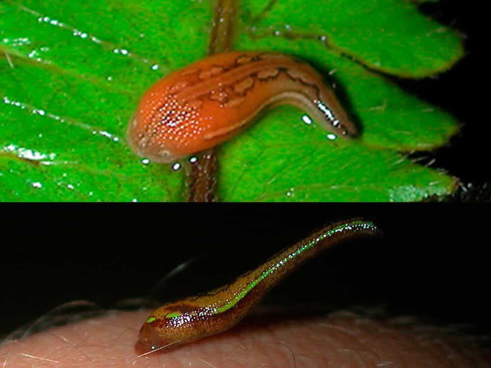 What's This? Leeches | AMNH