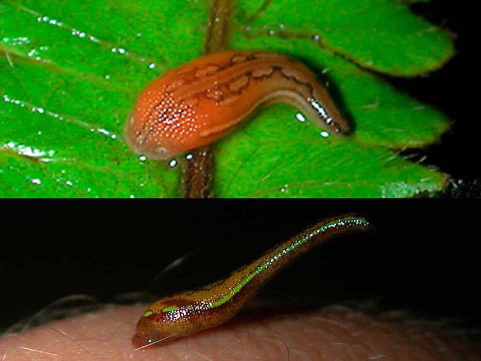 What's This? Leeches | AMNH