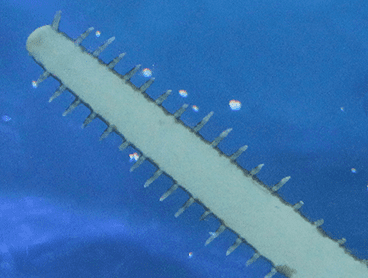 Zoology for Kids: OLogy | AMNH