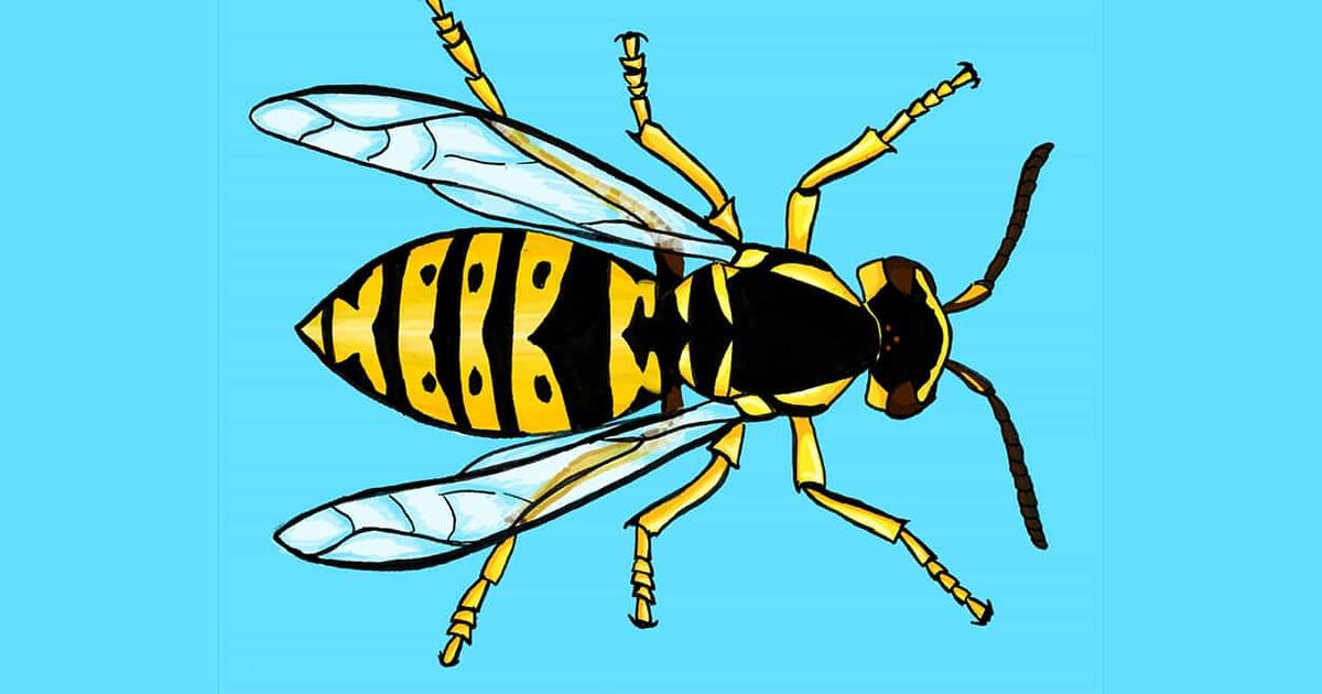 Wonderful World of Wasps | AMNH