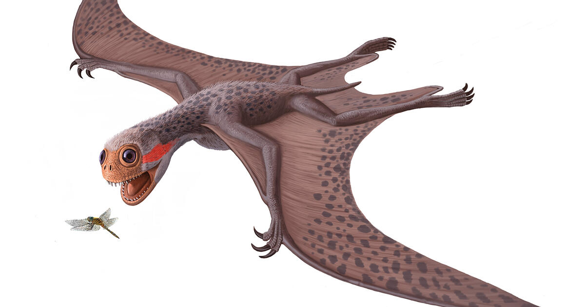 Pterosaur: Jeholopterus ningchengensis | AMNH