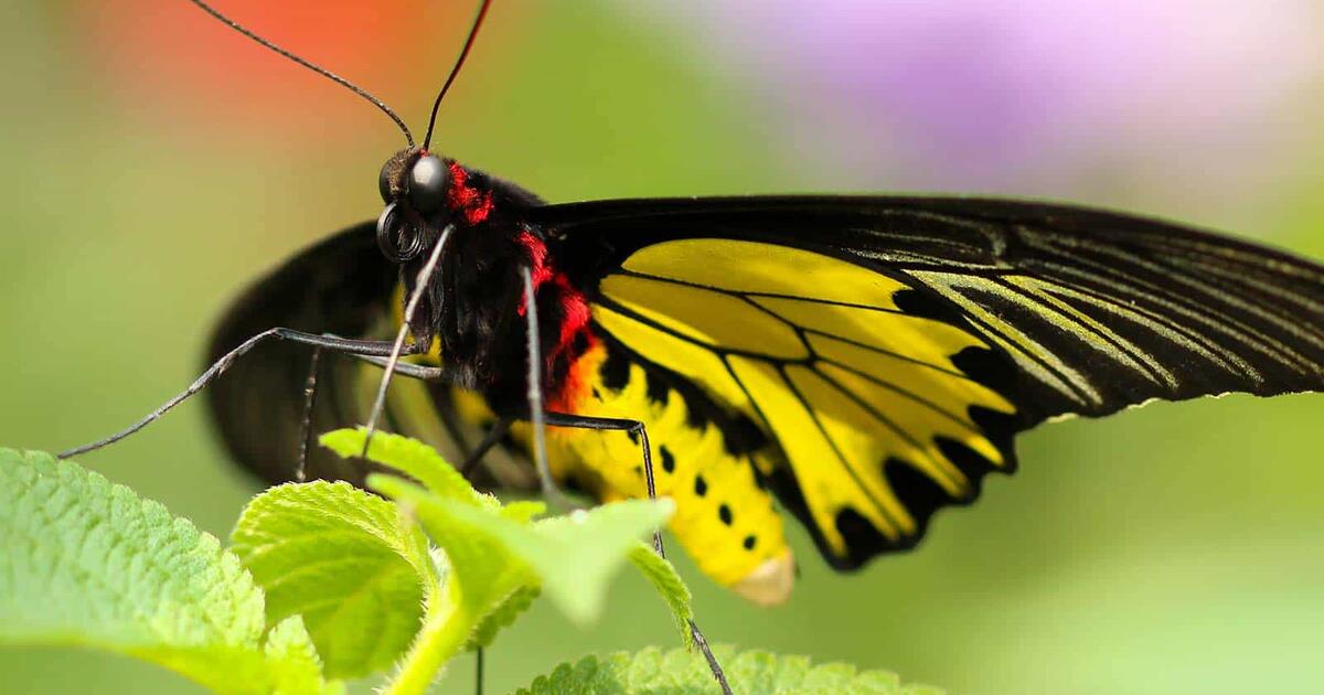 Arthropod Identification | AMNH