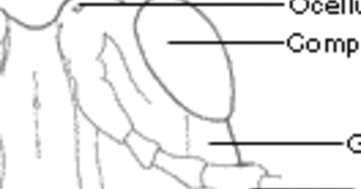 Arthropod Morphology: Grasshopper Head Frontal View | AMNH