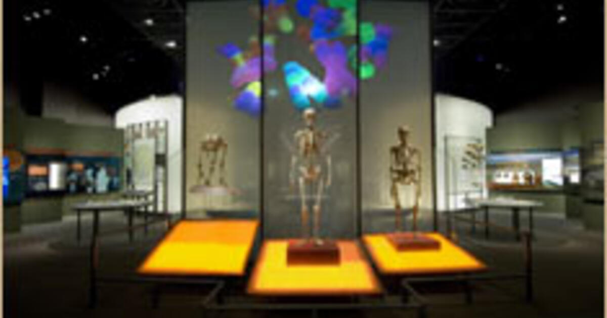 the human evolution coloring book by adrienne l zihlman