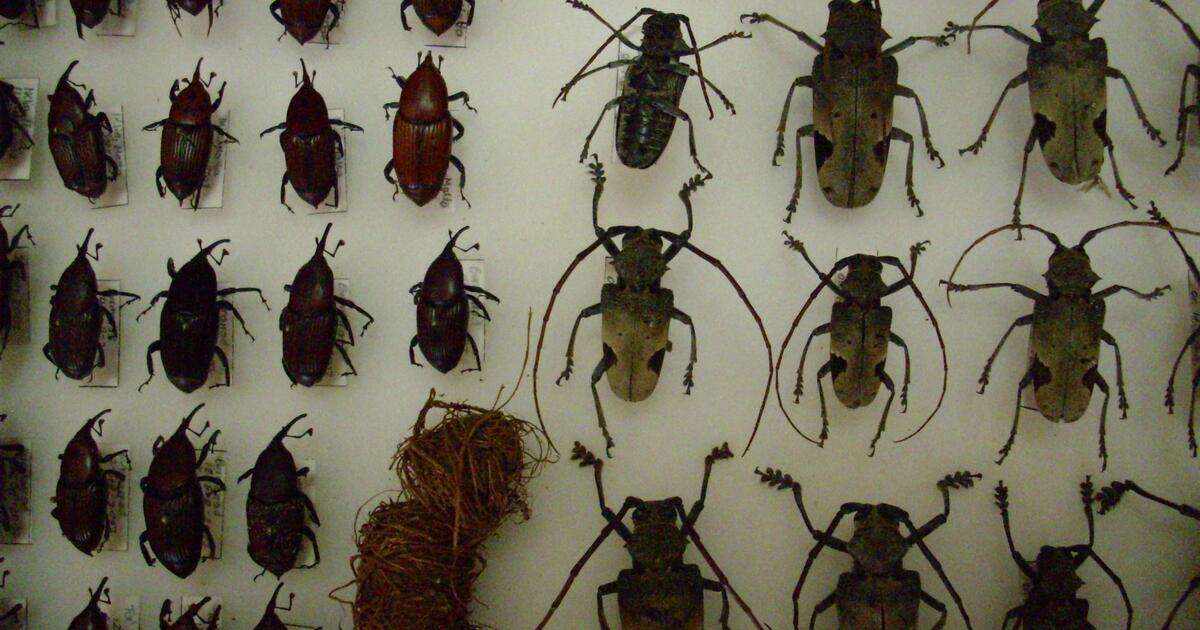 Maintaining an Arthropod Collection | AMNH